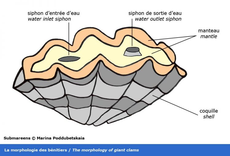 Bénitier - Submareens